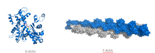 Cytoskeleton，值得信赖的肌动蛋白（Actin）检测工具_公司新闻_丁香通